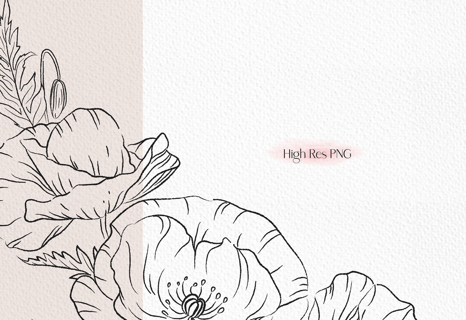 Poppy Clipart Poppy Botanical Drawing Poppy Line Drawing - Etsy