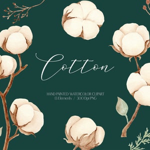 Watercolor Cotton Clipart Cotton PNG Botanical Clipart Flower Clipart ...