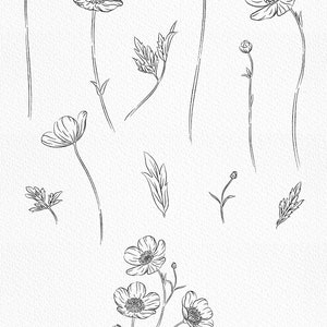Line Drawing Buttercup Clip Art Wildflower Png Botanical Clipart Butter ...