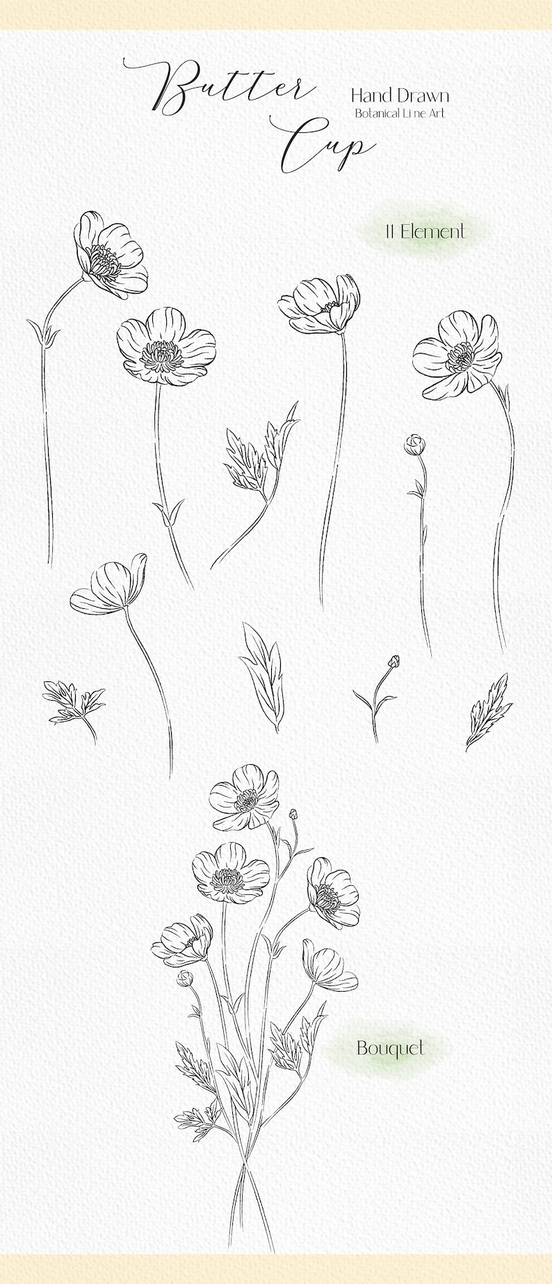 Line Drawing Buttercup Clip Art Wildflower Png Botanical Clipart Butter ...