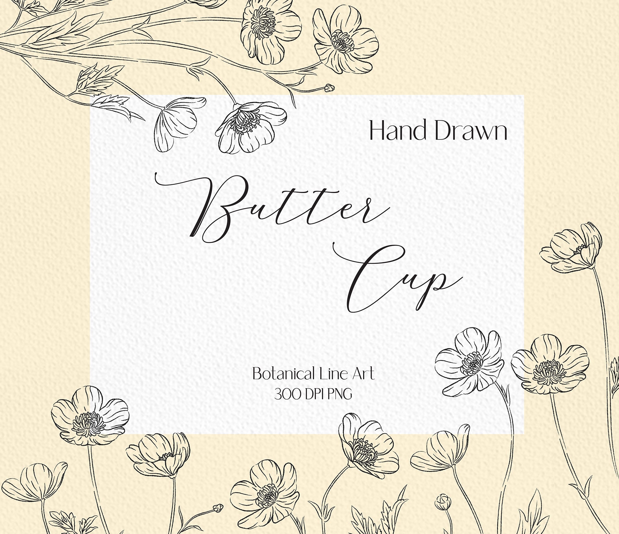 Line Drawing Buttercup Clip Art Wildflower Png Botanical Clipart Butter ...
