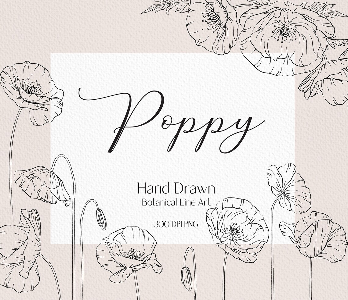 Poppy Clipart Poppy Botanical Drawing Poppy Line Drawing Simple ...