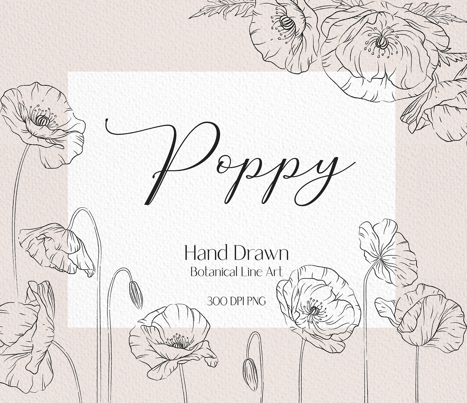 Poppy Clipart Poppy Botanical Drawing Poppy Line Drawing - Etsy