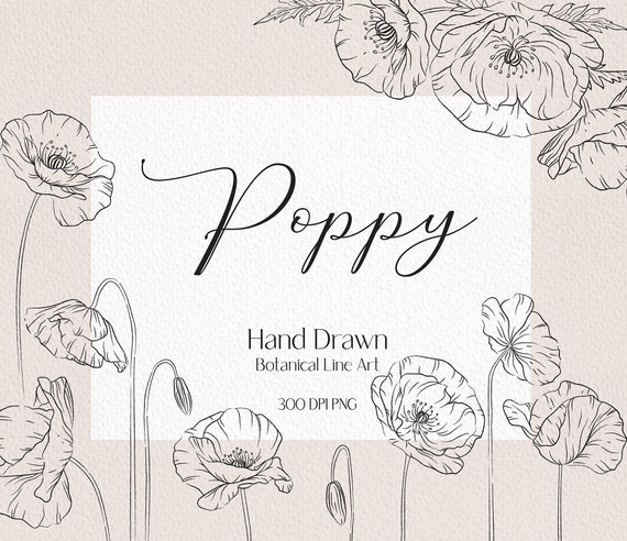 Poppy Line Drawing