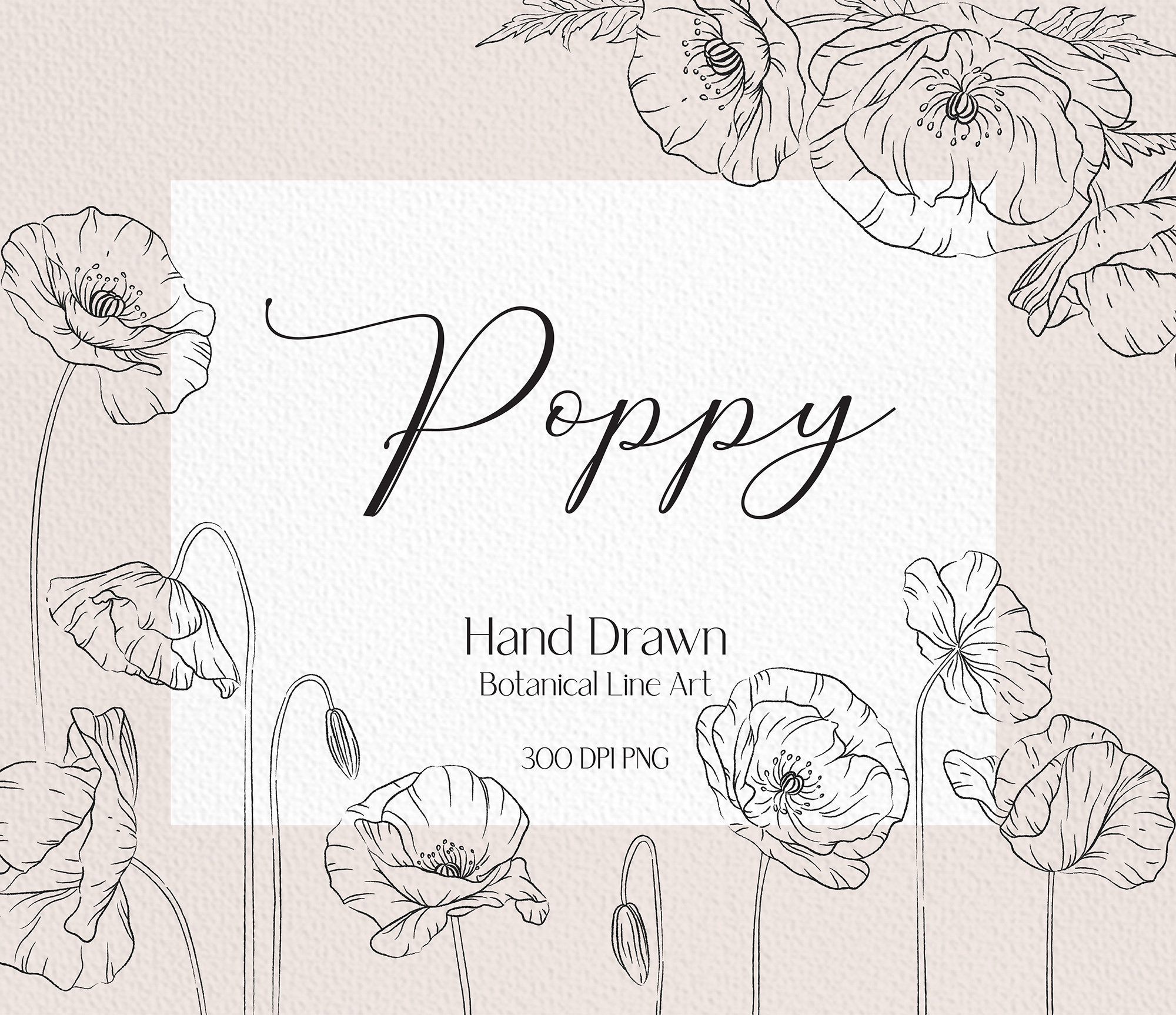 Poppy Clipart Poppy Botanical Drawing Poppy Line Drawing - Etsy