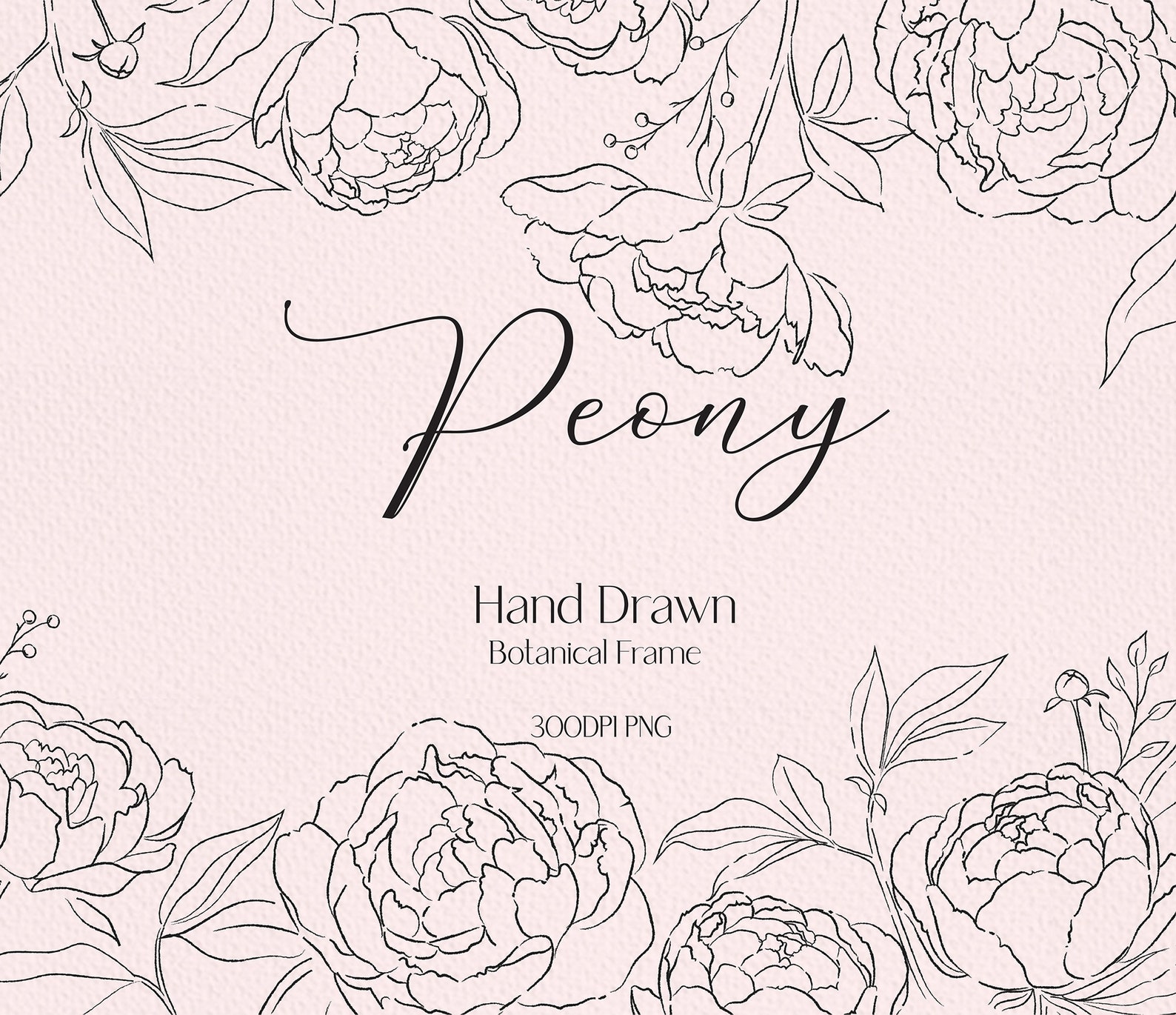 Line Drawing Peony Clip Art Botanical Clipart Peony Png Floral - Etsy
