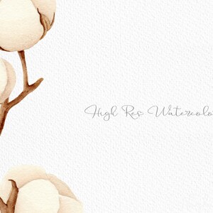 Watercolor Cotton Clipart Cotton PNG Botanical Clipart Flower Clipart ...