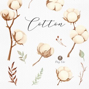 Watercolor Cotton Clipart Cotton PNG Botanical Clipart Flower Clipart ...