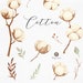 Watercolor Cotton Clipart Cotton PNG Botanical Clipart Flower Clipart ...