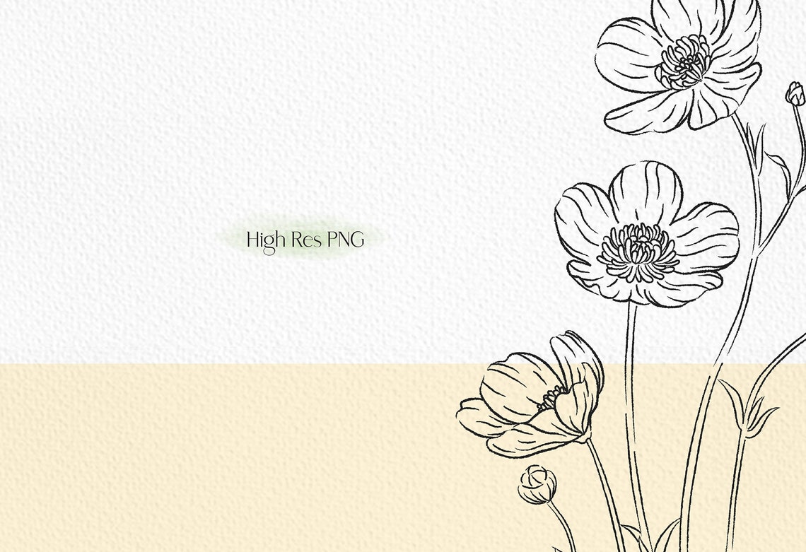 Line Drawing Buttercup Clip Art Wildflower Png Botanical Clipart Butter ...