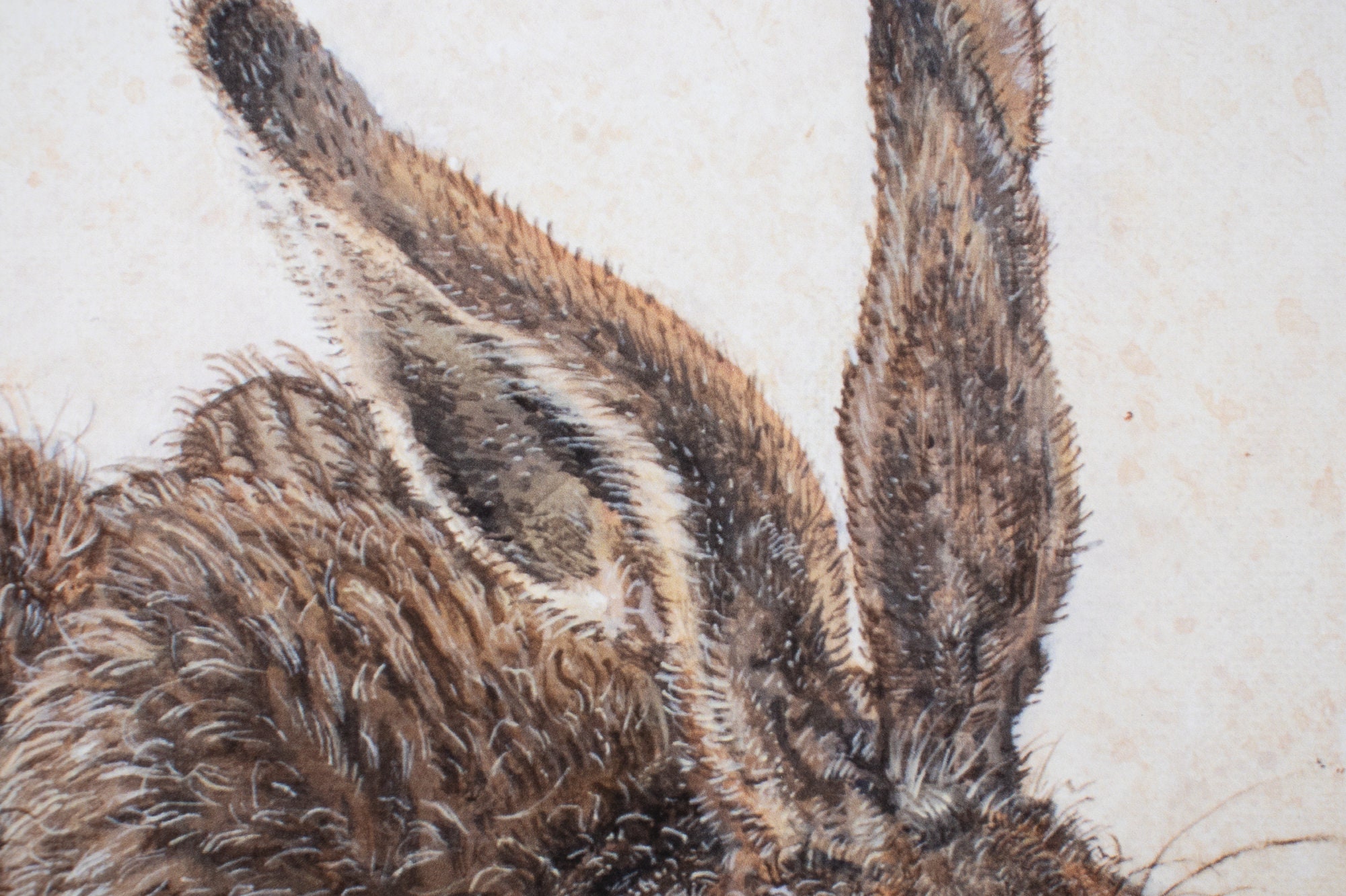 The Young Hare by Albrecht Durer Fine Rabbit Art Print Made | Etsy