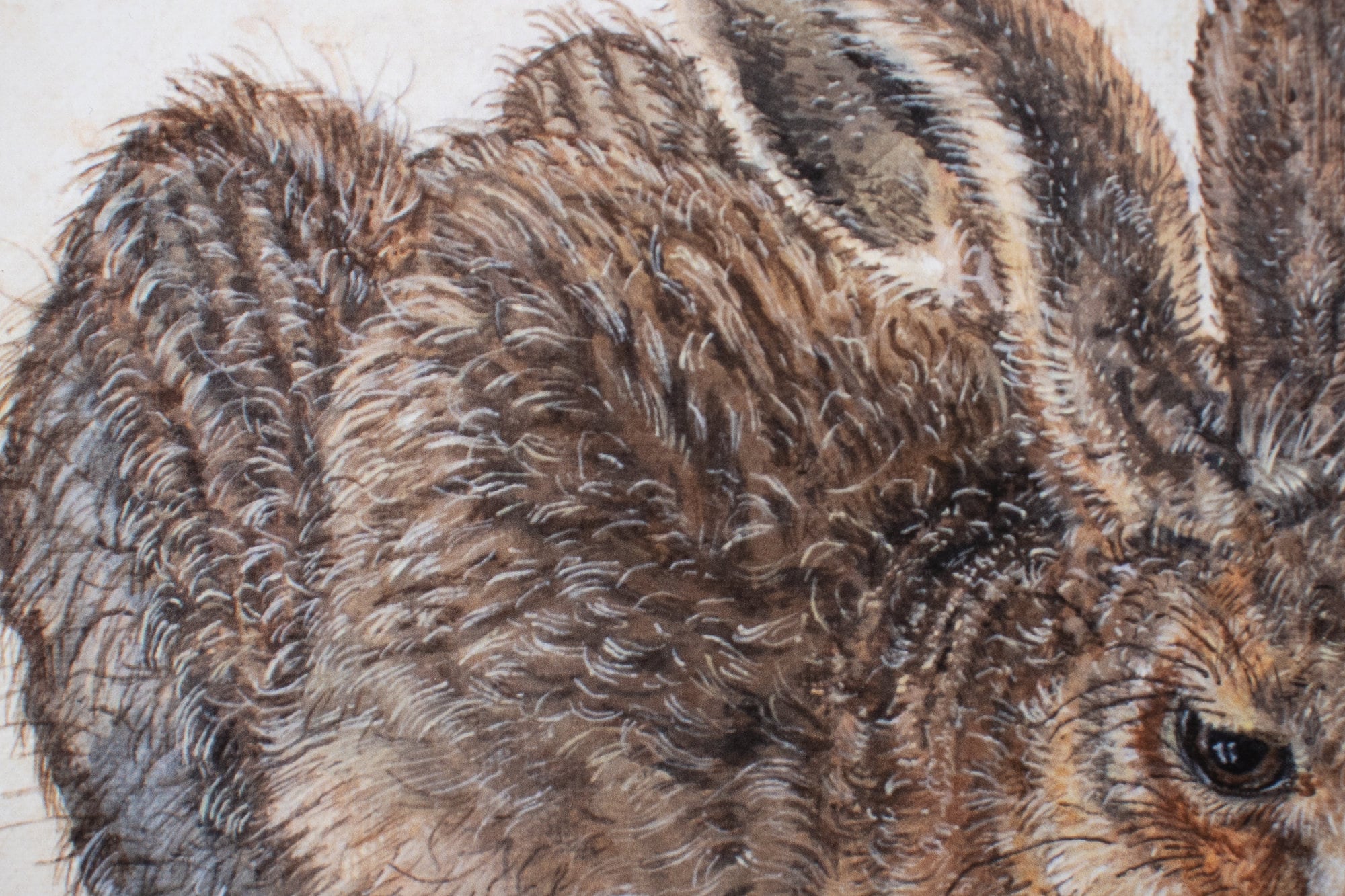 The Young Hare by Albrecht Durer Fine Rabbit Art Print made | Etsy