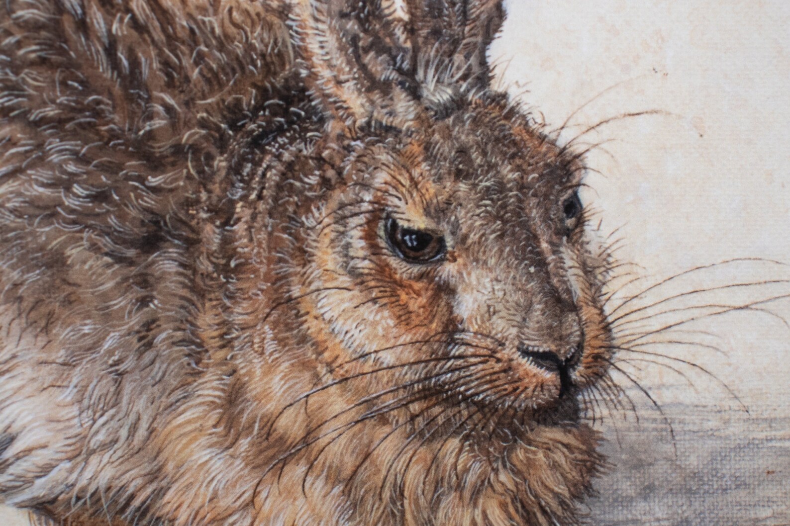 The Young Hare by Albrecht Durer Fine Rabbit Art Print Made | Etsy