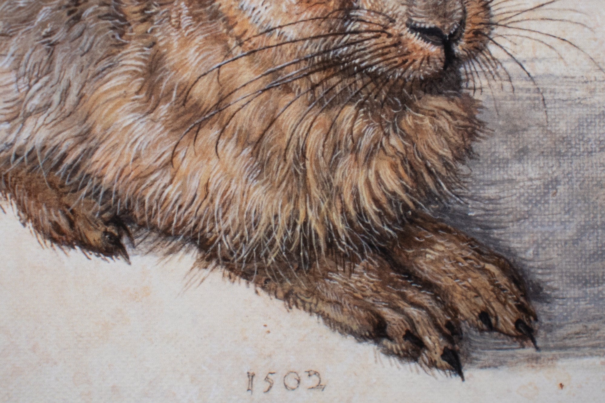 The Young Hare by Albrecht Durer Fine Rabbit Art Print Made | Etsy