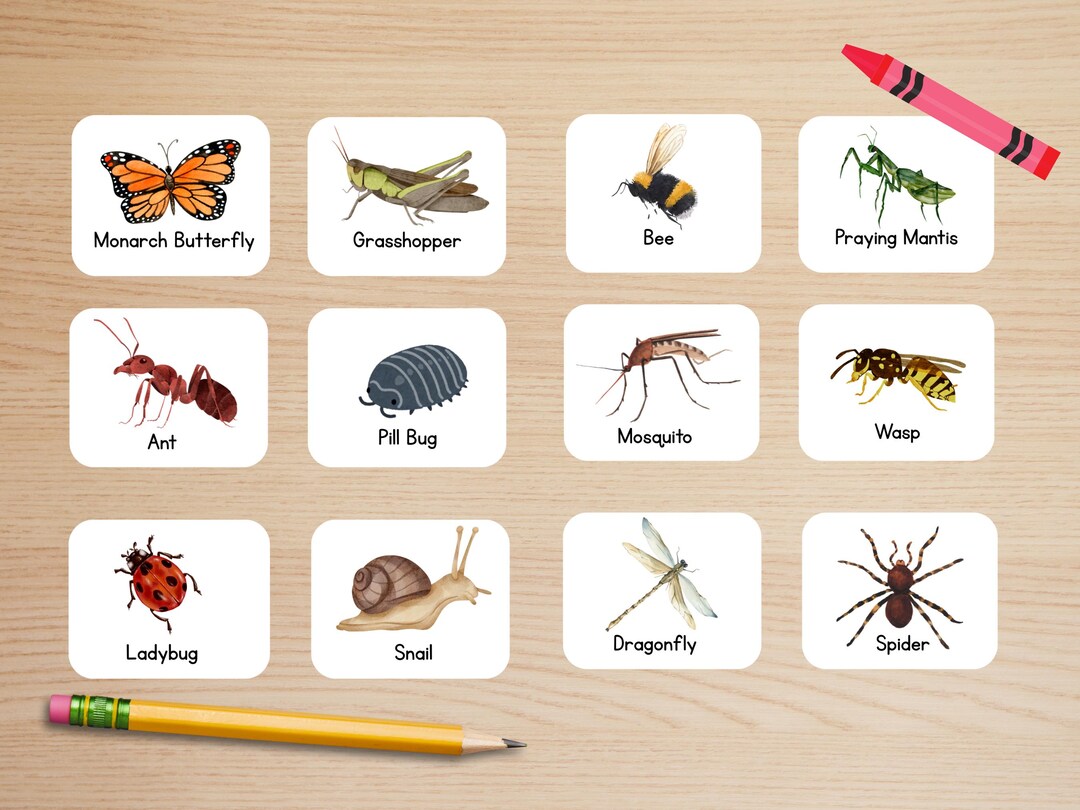18 Bug Learning Stickers, Sight Words, Waterproof Vinyl, Preschool - Etsy