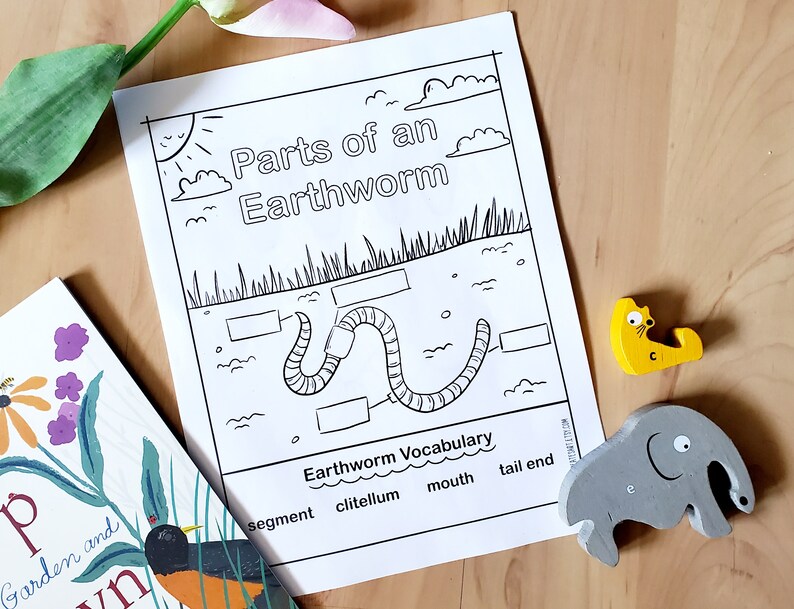 Earthworm Study Unit: Anatomy, Life Cycle & Facts (PDF Download) - Etsy