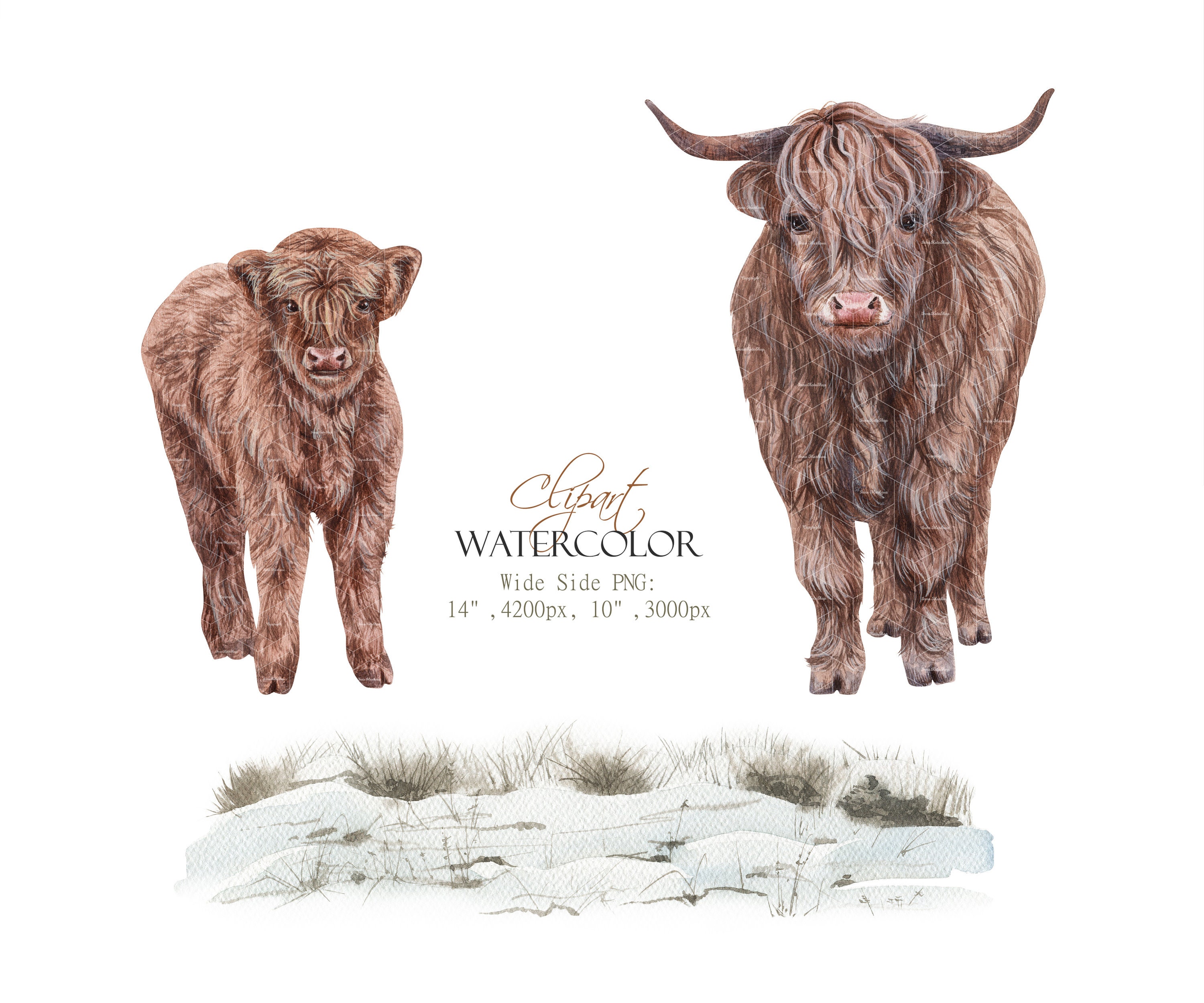 Watercolor Highland Cow. Cattle Cow. Moma Cow and Cattle Calf - Etsy