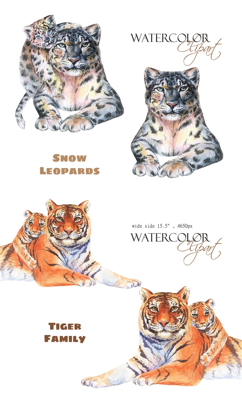 Watercolor Wild Cats Clipart Animal Family Png - Etsy