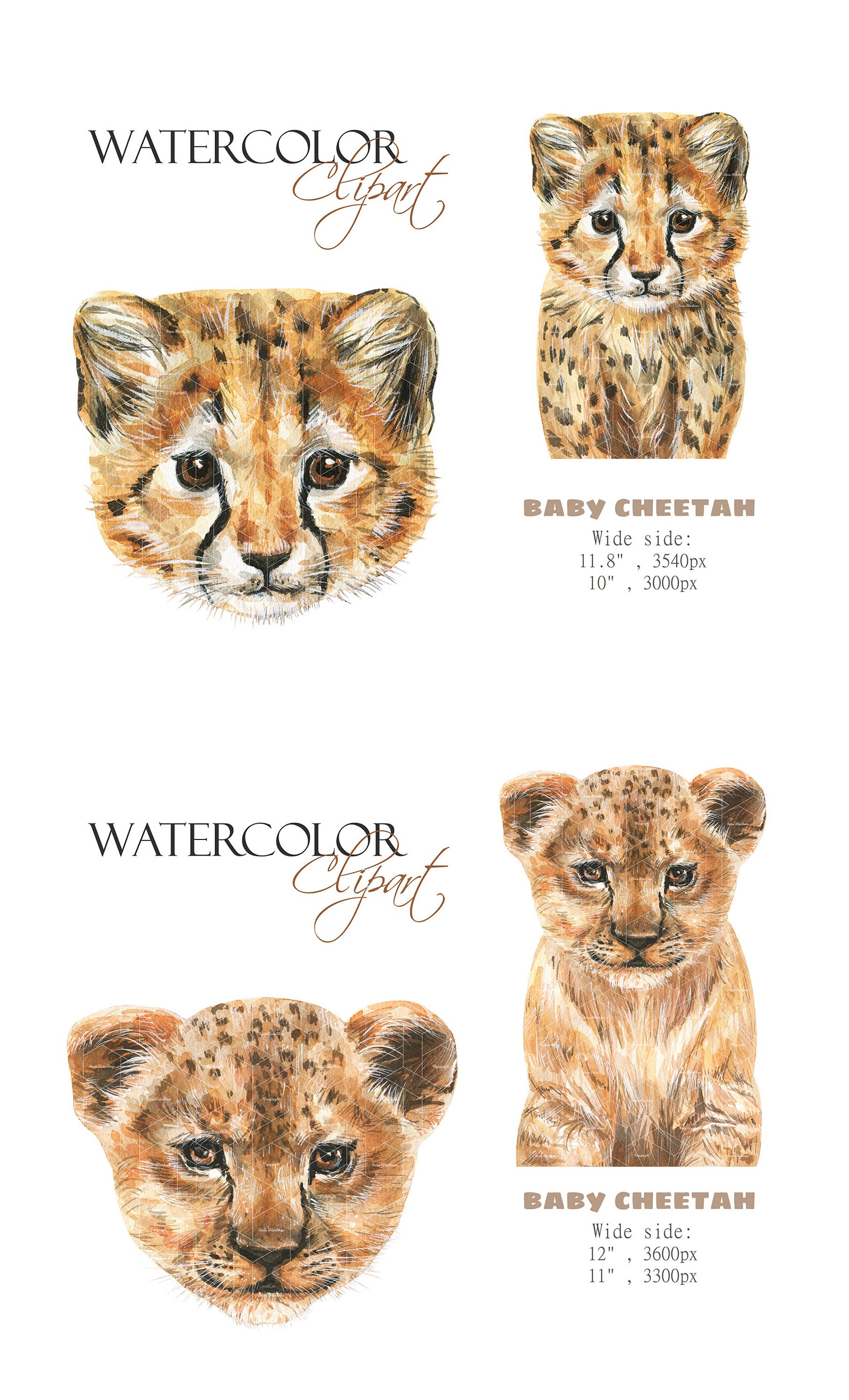 Watercolor Wild Cats Clipart Animal Family Png - Etsy