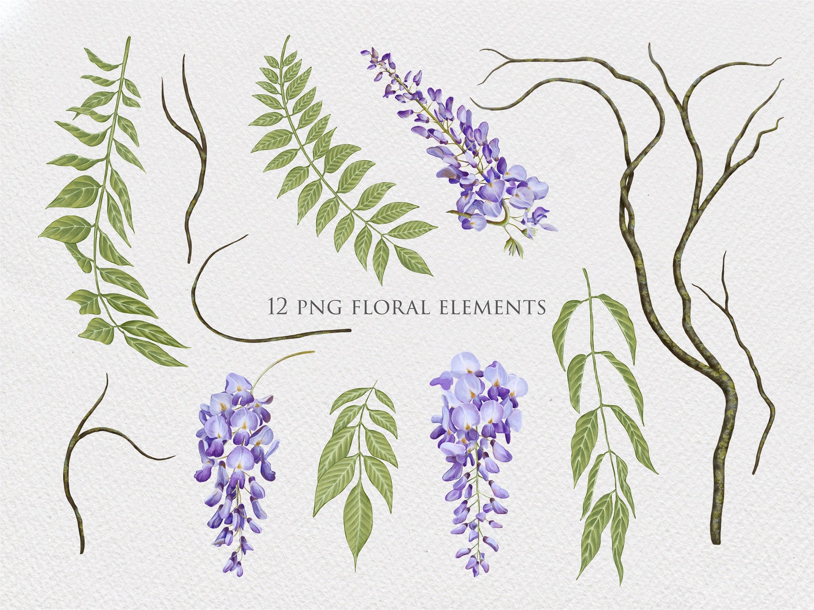 Watercolor Wisteria Clipart. Purple Violet Wisteria Print - Etsy