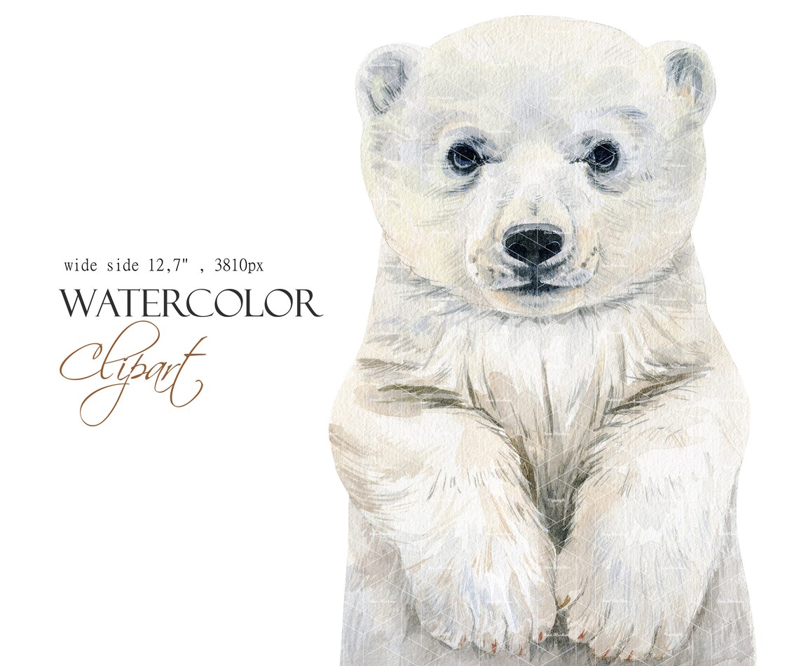Watercolor Polar Bear Clipart Printable White Bear | Etsy