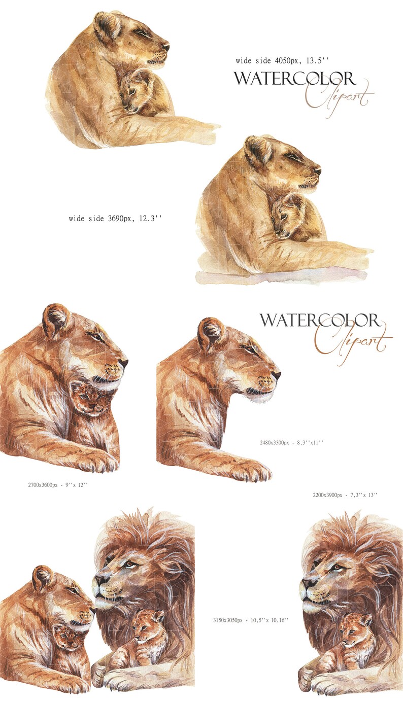Watercolor Wild Cats Clipart Animal Family Png - Etsy