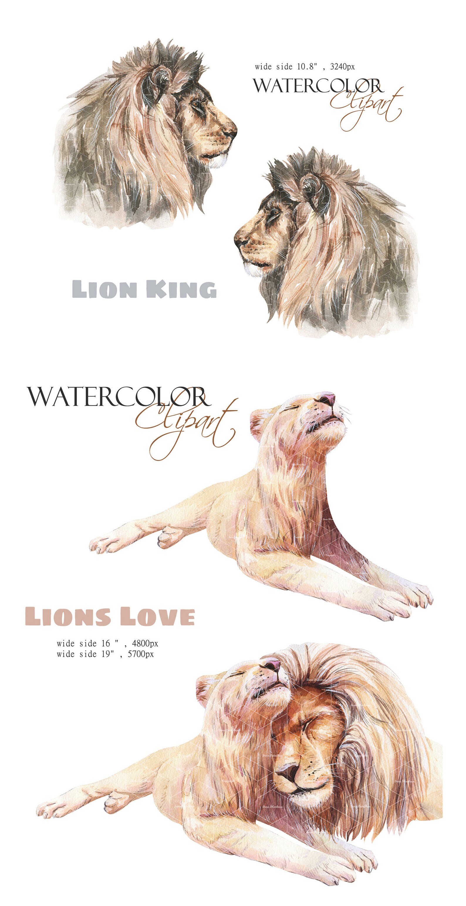 Watercolor Wild Cats Clipart Animal Family Png - Etsy