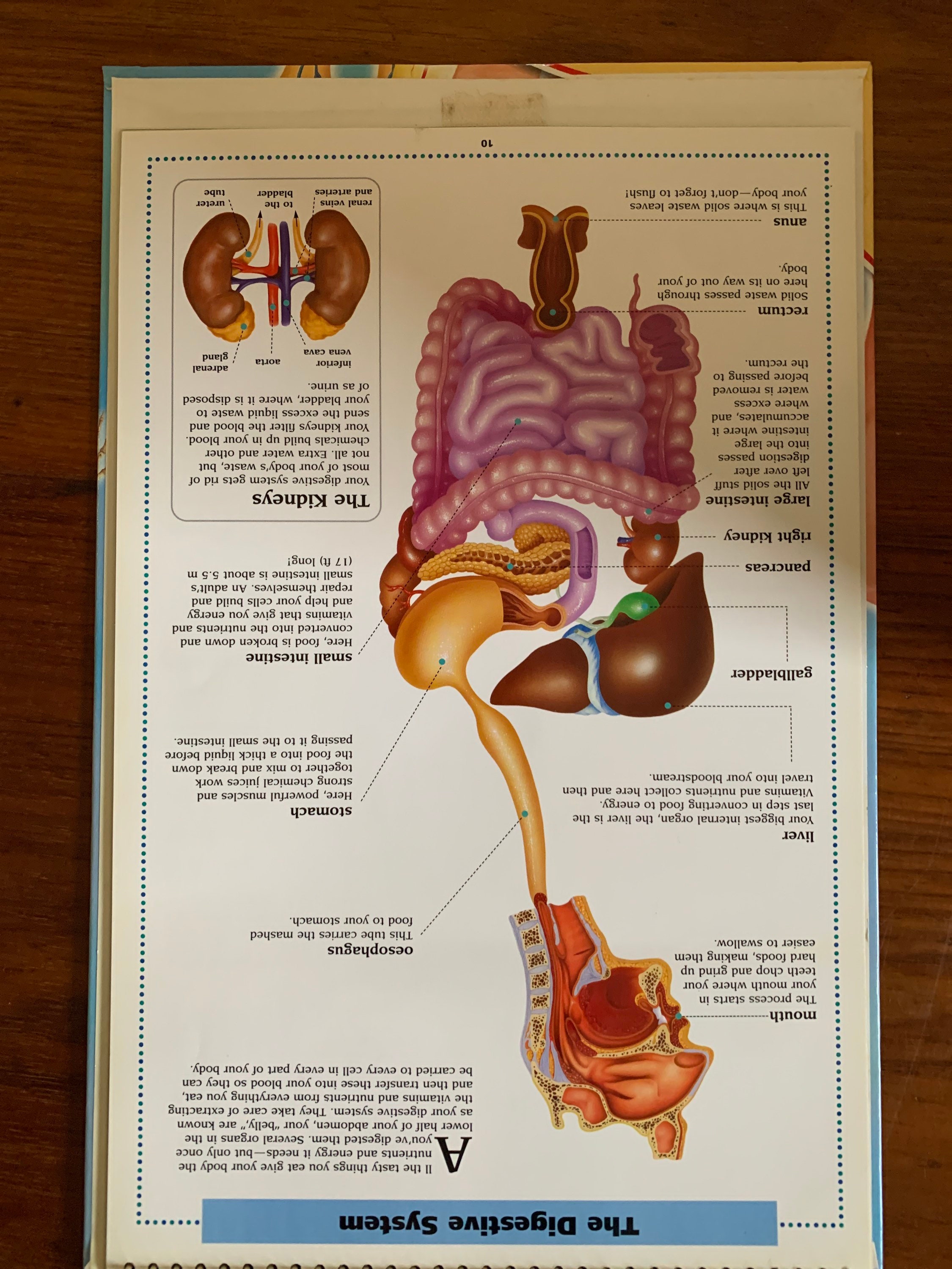 The Incredible Human Body Flip Charts kowhai & Young 2002 - Etsy Australia