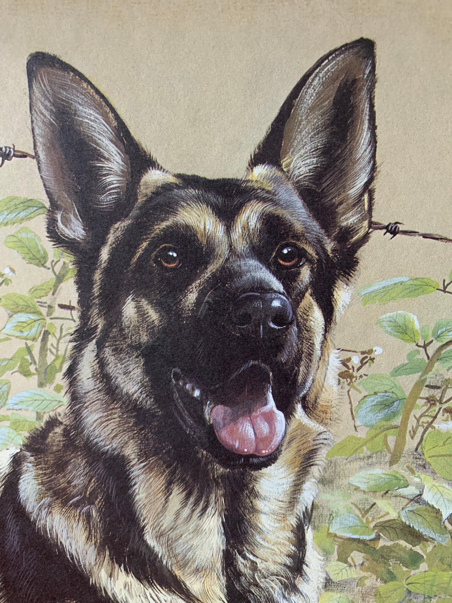German Shepherd/alsatian Dog Picture. Print From a Pollyanna Pickering ...