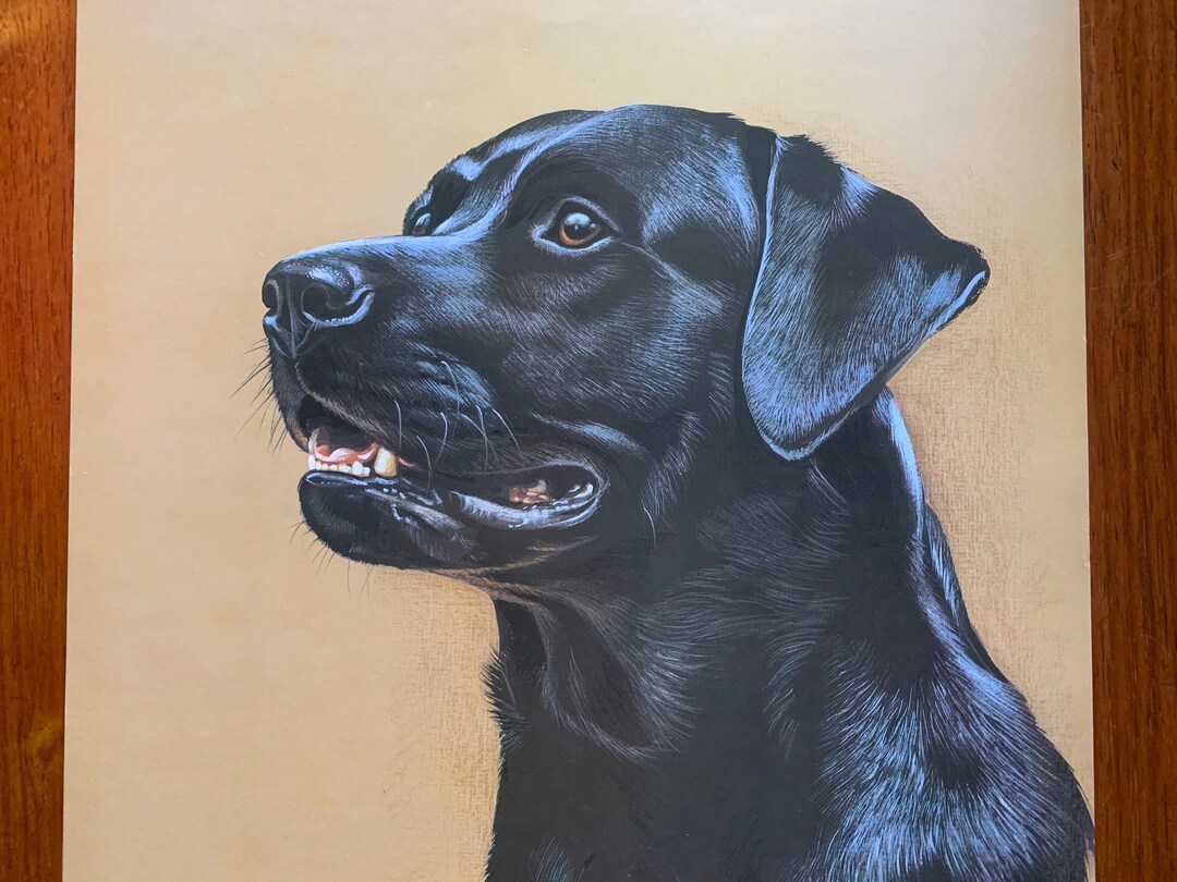 Black Labrador Retriever Dog PRINT/ Picture. Print of a Pollyanna ...