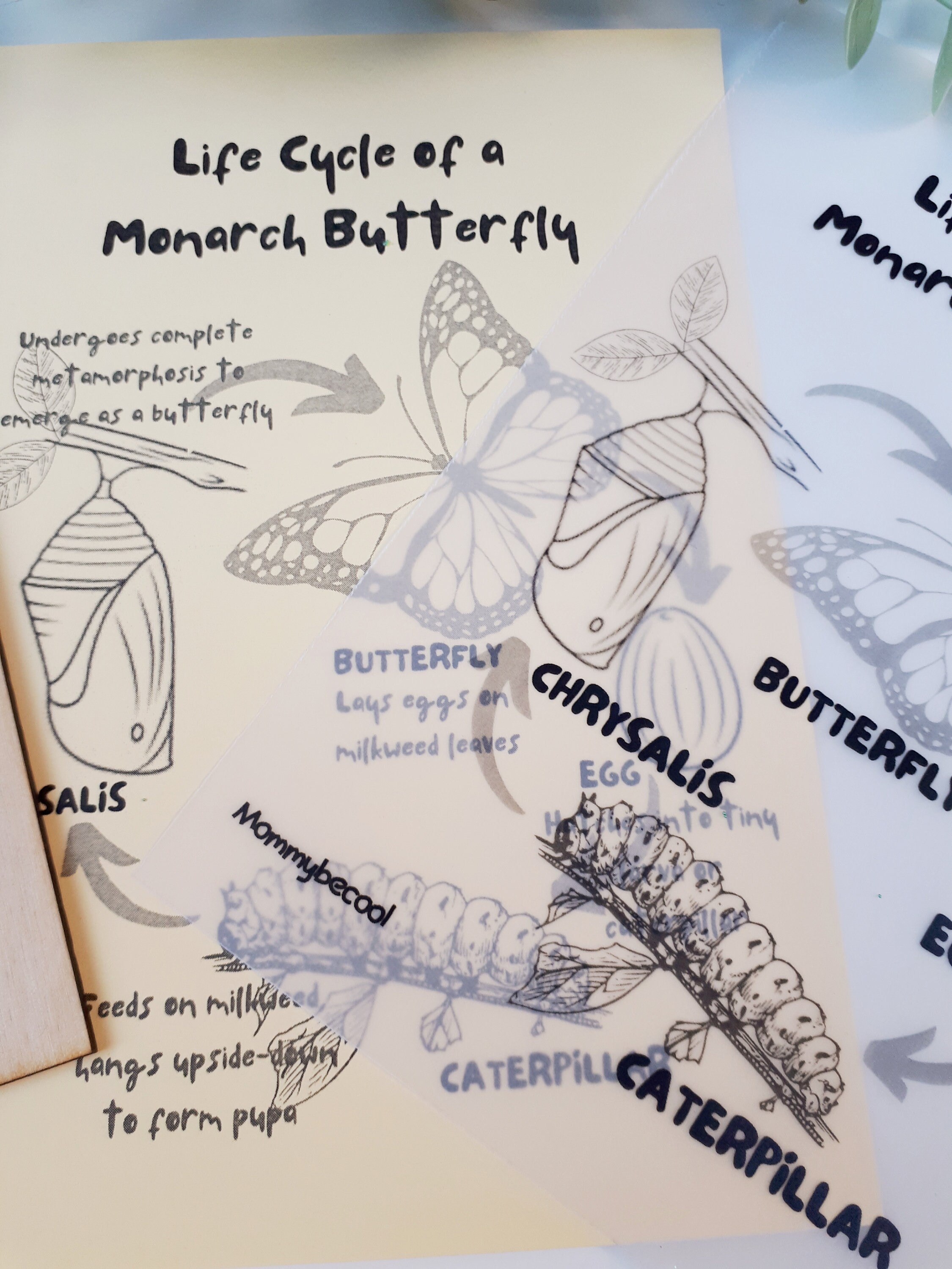 Monarch Butterfly Life Cycle With Magic Butterfly Wand Educational Kit ...
