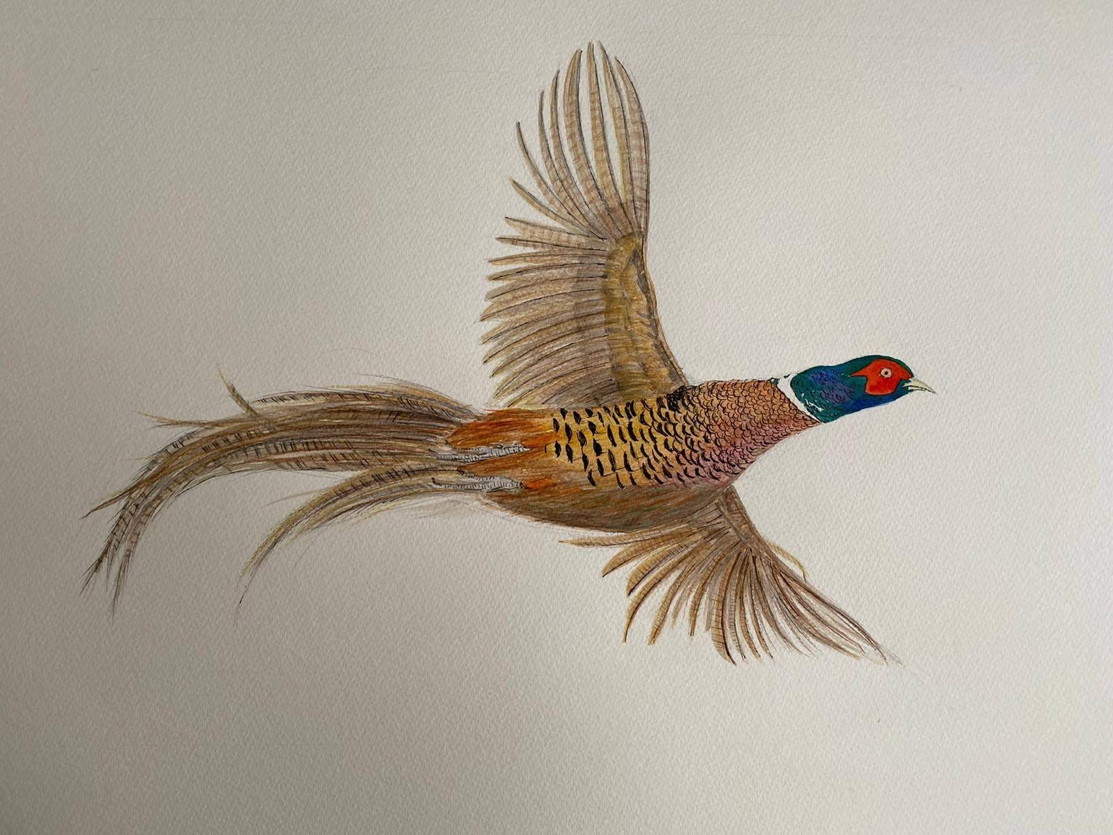 Flying pheasant print watercolour with ink detail / / A3 / | Etsy