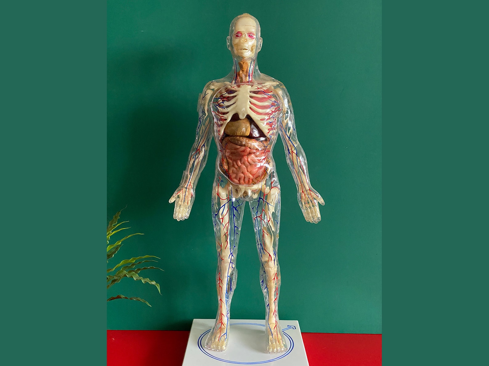 1970's The Visible Man Vintage Anatomical Model Lindberg | Etsy