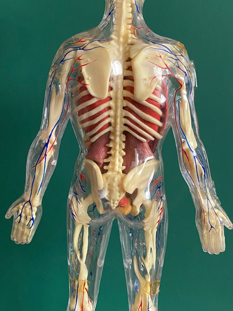 1970's The Visible Man Vintage Skeleton Anatomical Model | Etsy