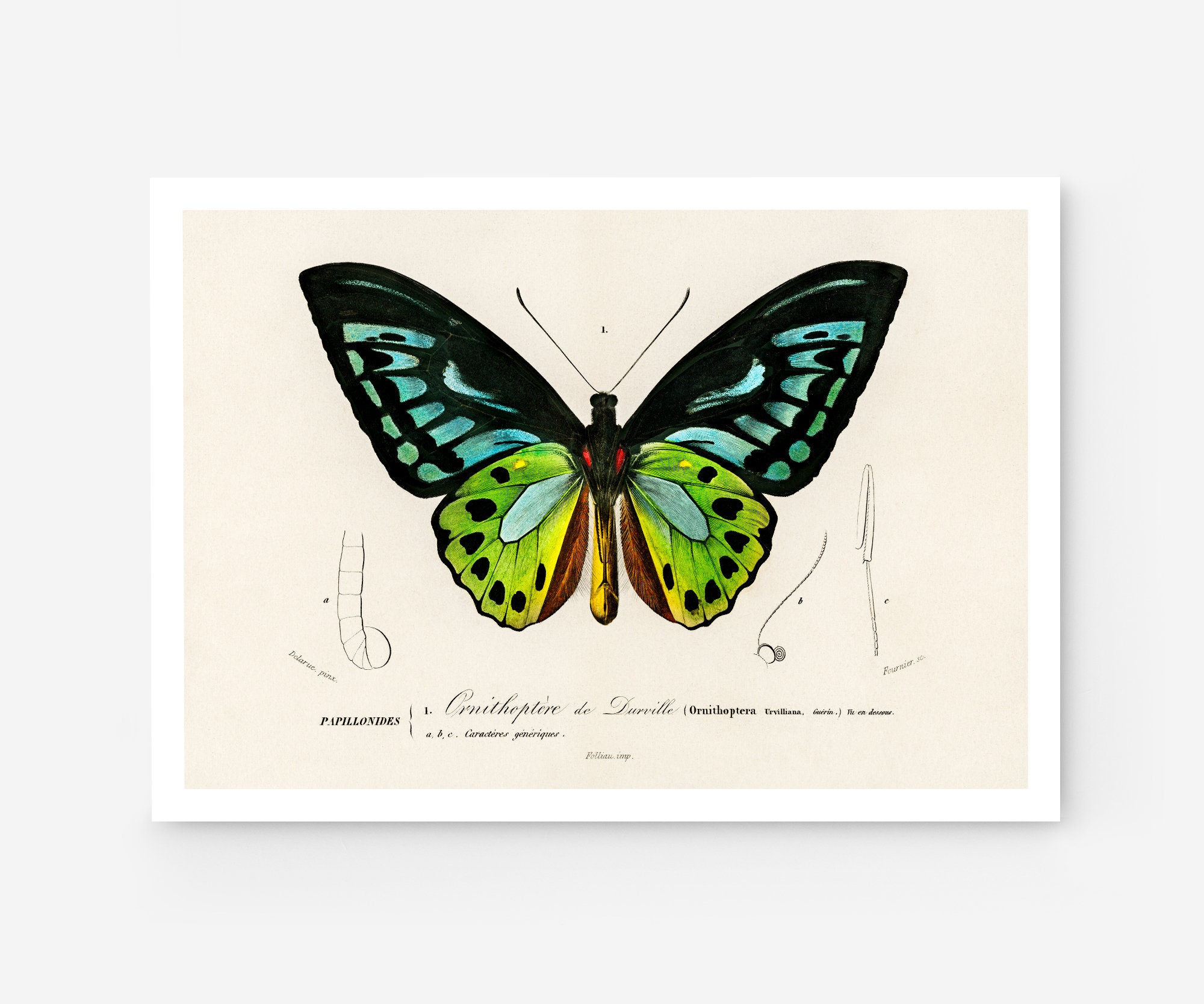 Botanical Butterfly Print Botanical Wall Art Print Wall | Etsy