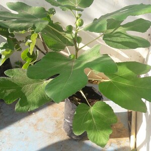 Live Fig Tree - Etsy