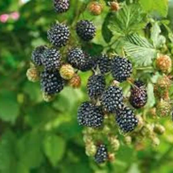 Thornless Blackberries - Etsy