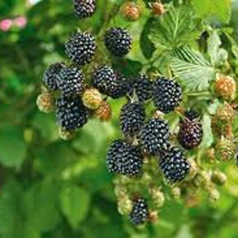 Thornless Blackberries - Etsy