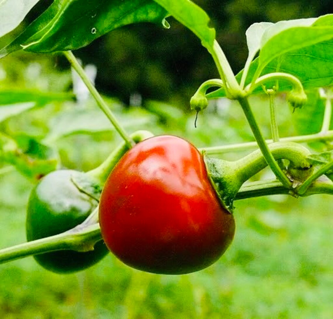 Hot Cherry Bomb Pepper Seeds 10 - Etsy