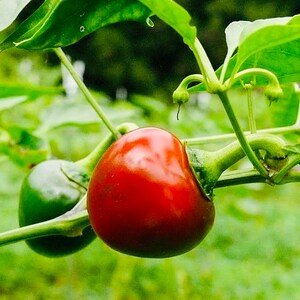 Hot Cherry Bomb Pepper Seeds (10+) - Etsy
