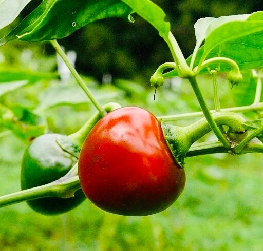 Hot Cherry Bomb Pepper Seeds 10 - Etsy