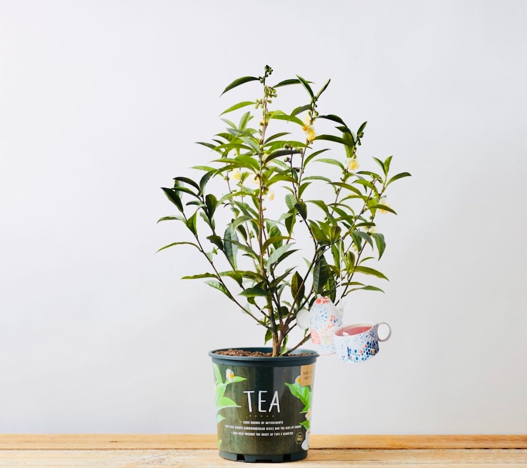 Live Tea Plant (20 Inches Tall) - Etsy