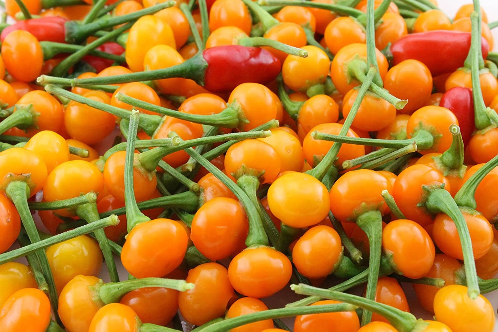 Aji Charapita Peruvian Pepper Seeds 20 | Etsy