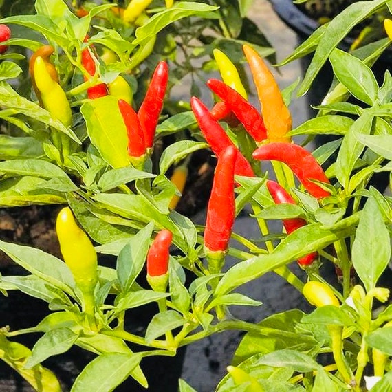 Tabasco Live Mexican Pepper Plant. 100% Organic. | Etsy