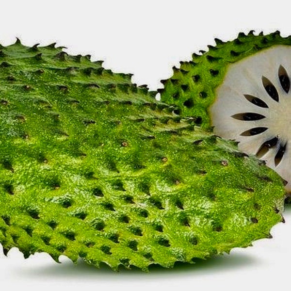 Soursop Fruit - Etsy