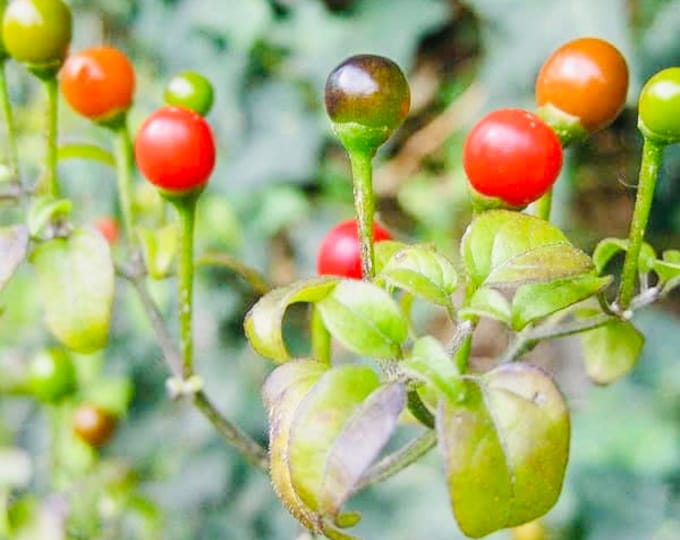 Chiltepin Peppers - Etsy