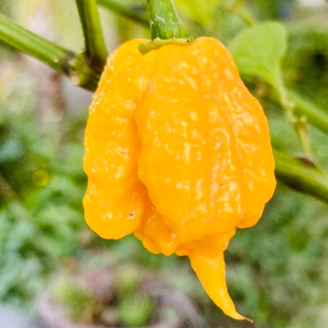 Yellow Carolina Reaper Pepper Seeds (10+) - Etsy