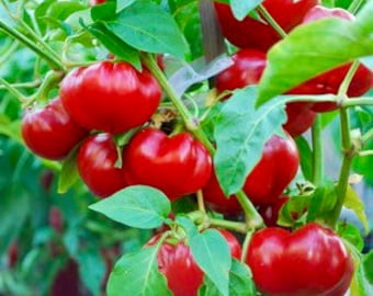 Hot Cherry Bomb Pepper Seeds (10+) - Etsy