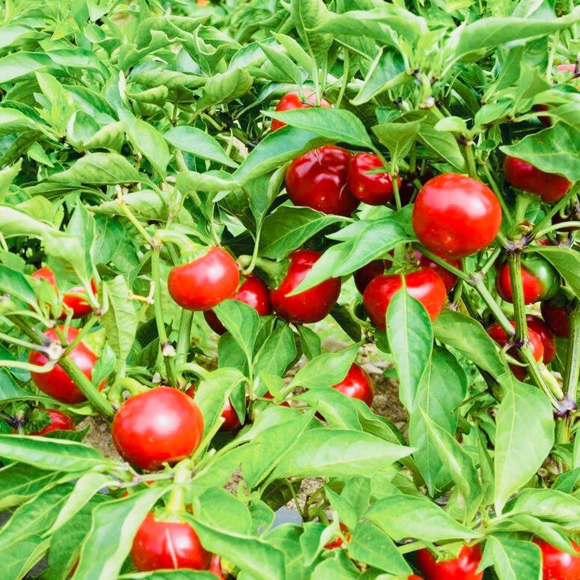 Hot Cherry Bomb Pepper Seeds 10 - Etsy