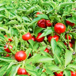 Hot Cherry Bomb Pepper Seeds (10+) - Etsy